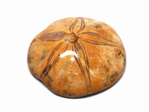 Versteinerte Seeigel